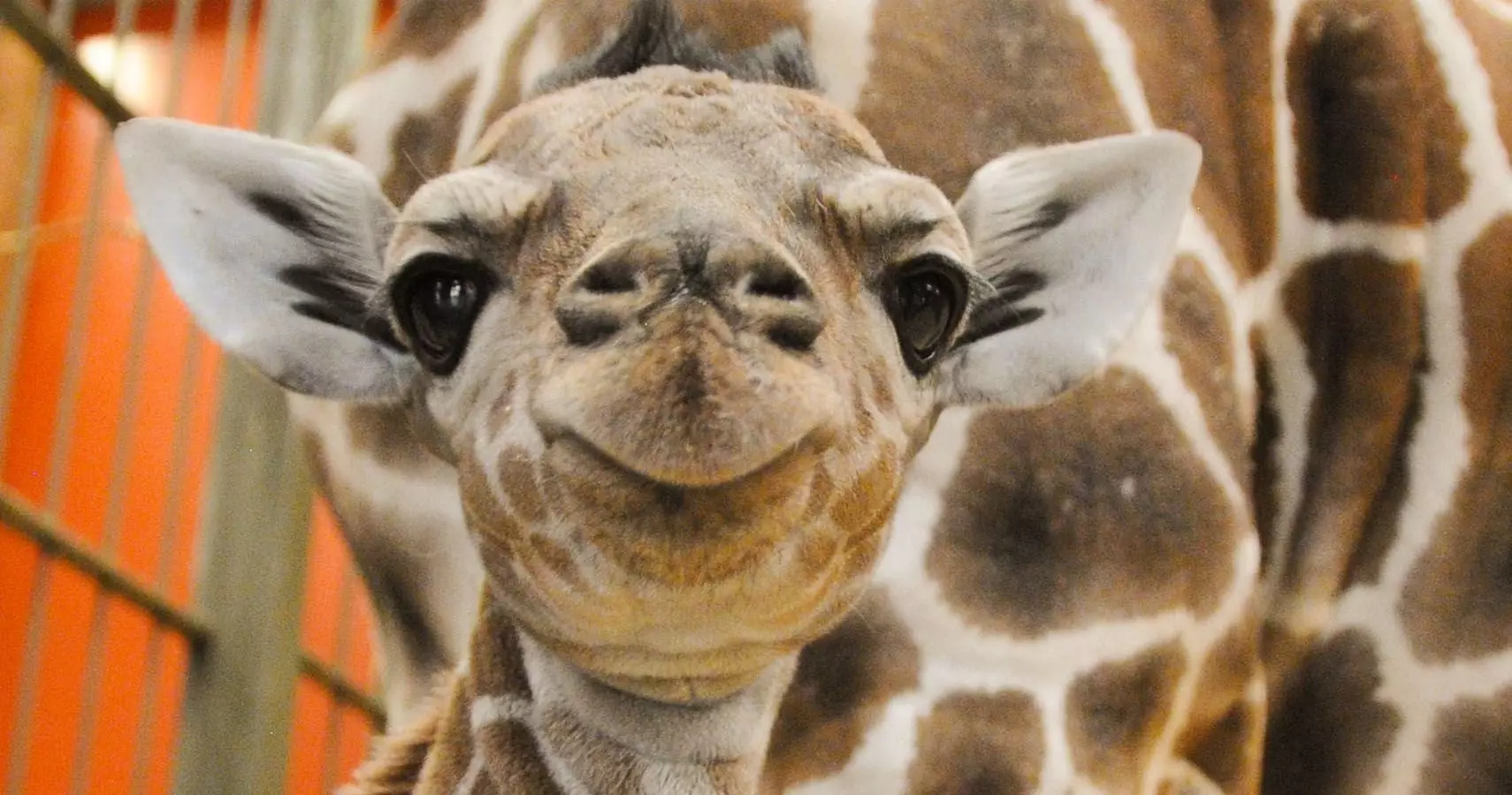 Novi Instagram It Pose 'Baby Giraffe' vam bo dal noge za več dni 12253_0