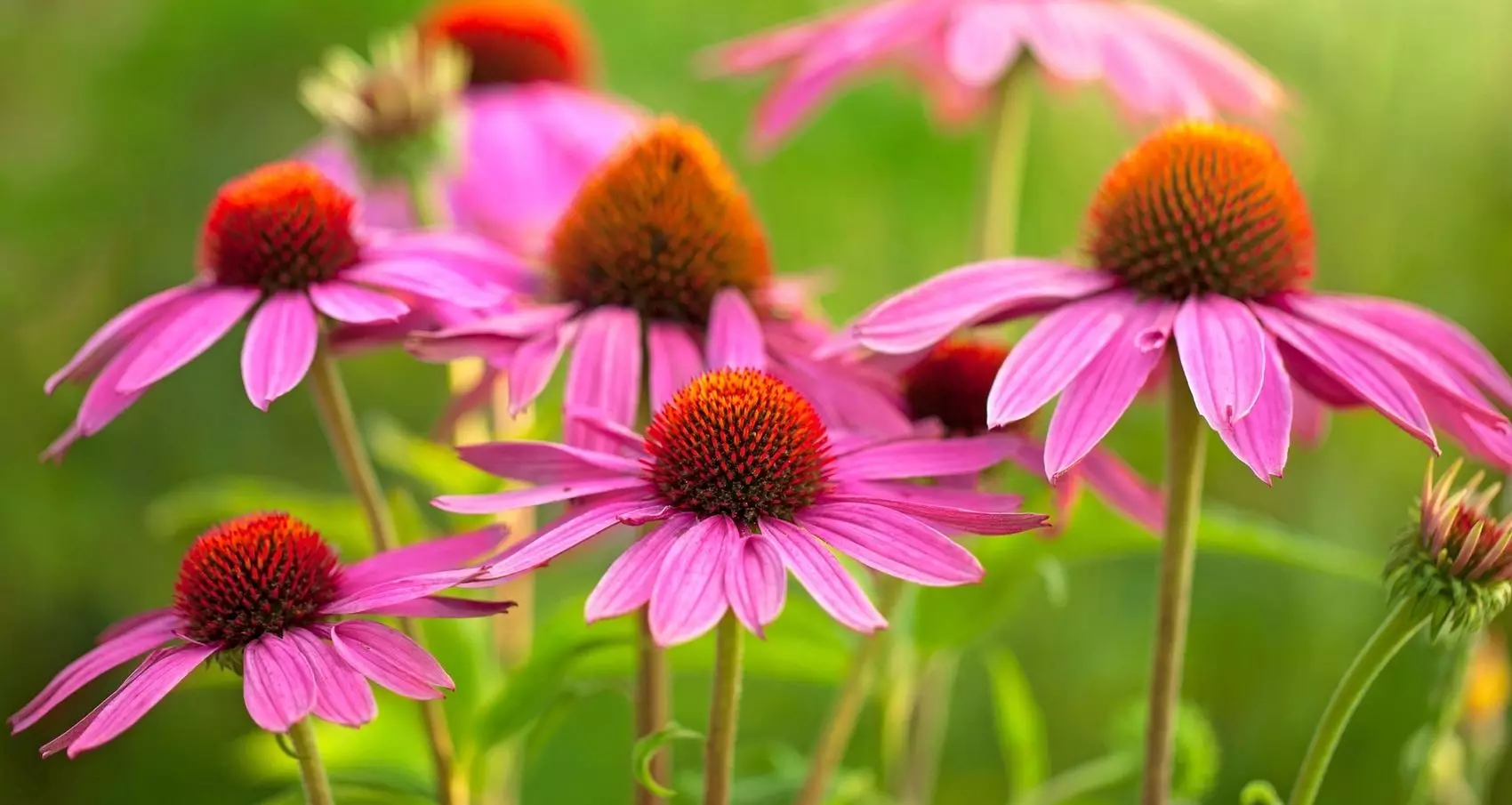 ቆዳዎን ማብራት ይፈልጋሉ? ለምን Echinacea ዋናው ንጥረ ነገር ሊሆን ይችላል 12361_0