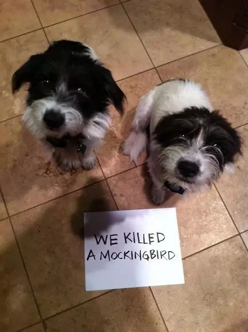 15 Sa Pinakamagandang Dog Shaming Pictures na Magiiwan sa Iyo sa mga tahi 12734_15