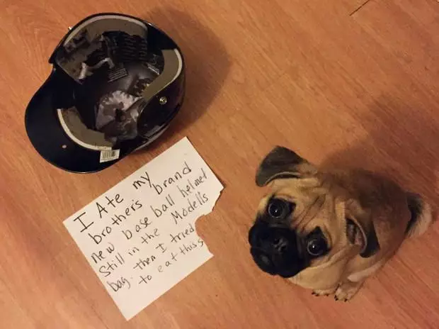 15 Sa Pinakamagandang Dog Shaming Pictures na Magiiwan sa Iyo sa mga tahi 12734_18