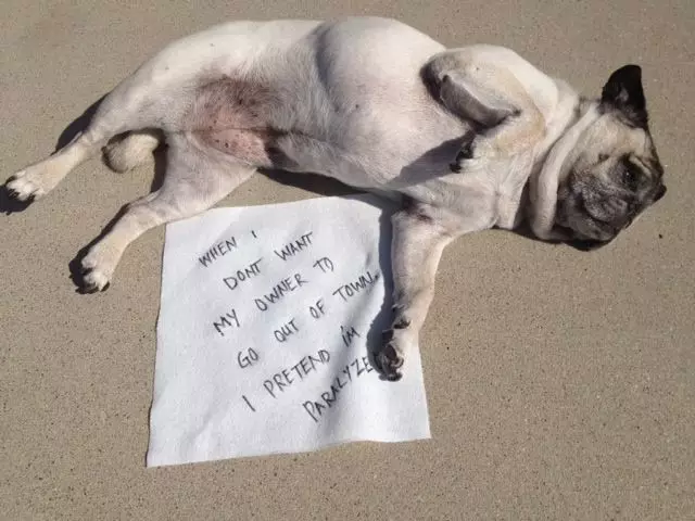 15 Sa Pinakamagandang Dog Shaming Pictures na Magiiwan sa Iyo sa mga tahi 12734_5