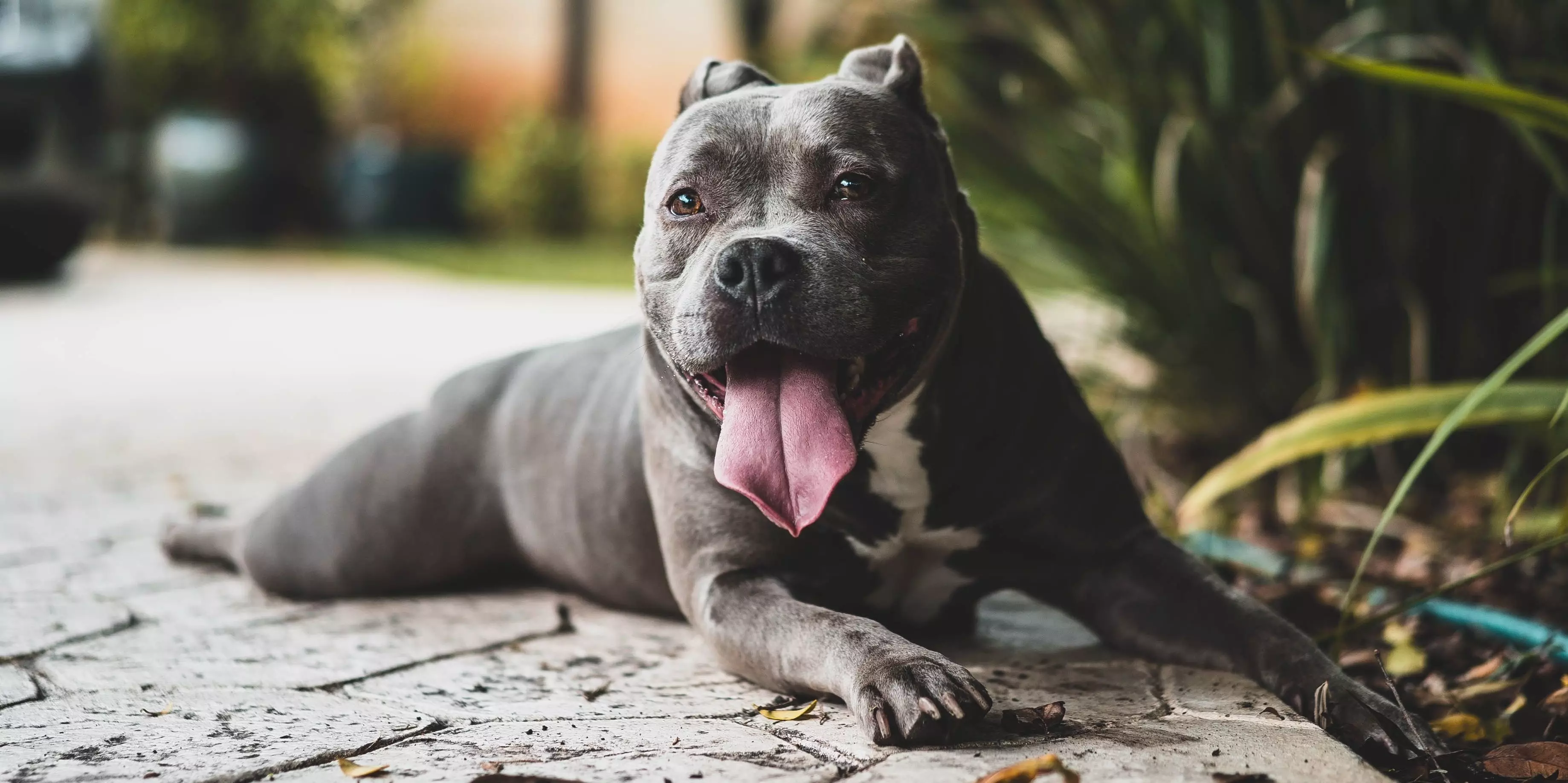 これらは2019年のトップ10の犬の名前です 1956_10