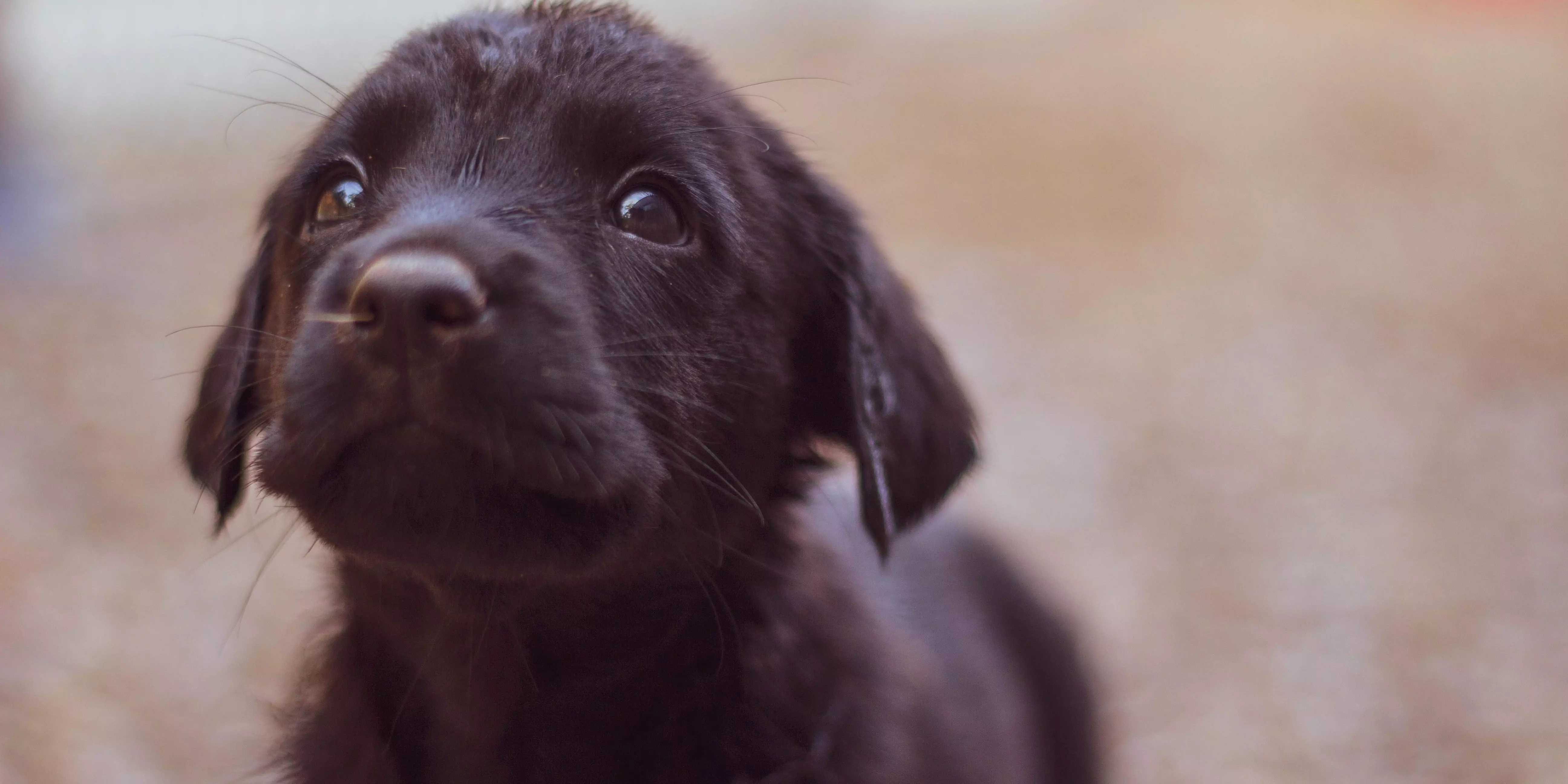 Ce sont les 10 meilleurs noms de chiens de 2019 1956_12