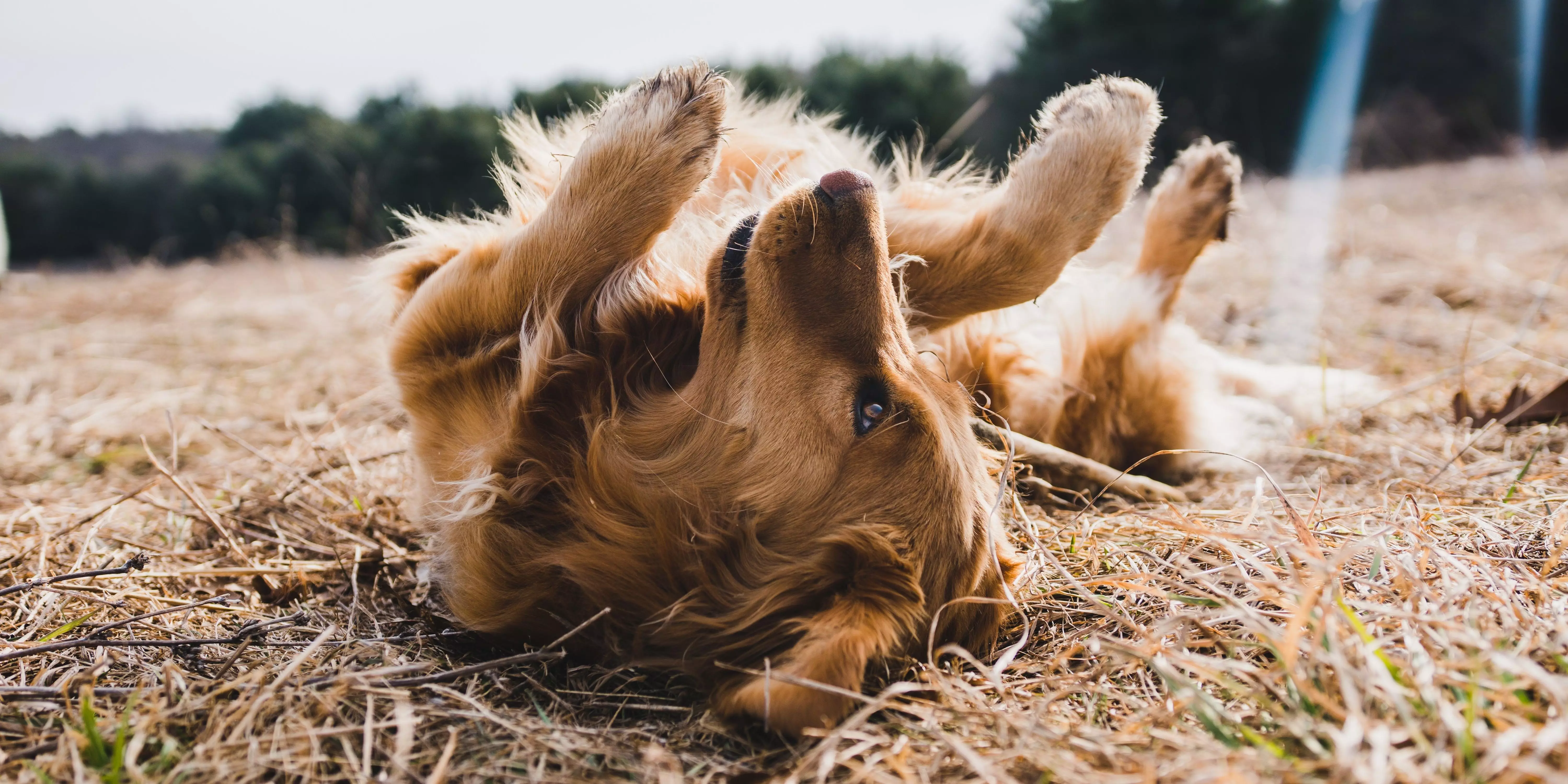 Ce sont les 10 meilleurs noms de chiens de 2019 1956_7