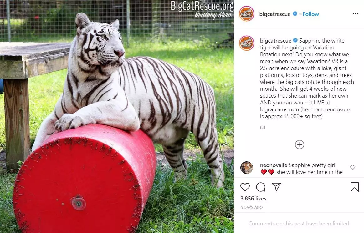 10 berjochten fan Big Cat Rescue's Instagram dy't in glimke op jo gesicht sil sette 4157_3