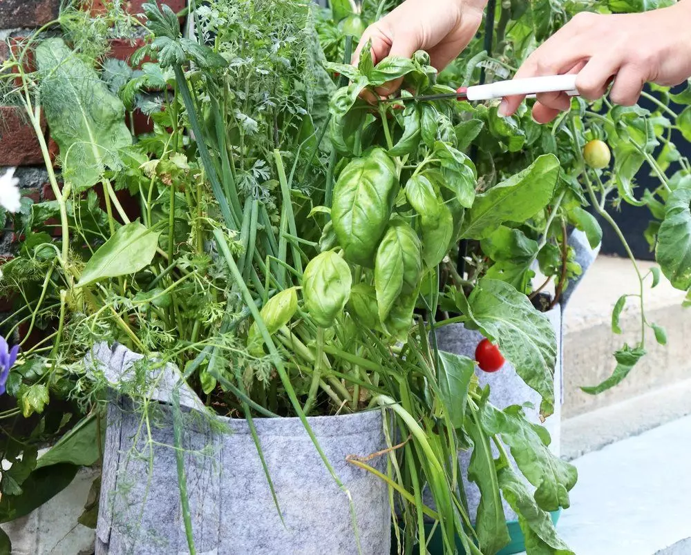 Zrób to sam na 20 zdjęciach krok po kroku: jak założyć mały i prosty ogród organiczny 4475_17