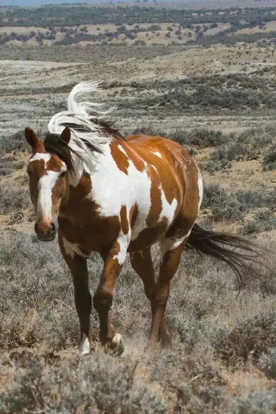 Dette er hennes åndsdyr, basert på tegnet hennes 6393_6